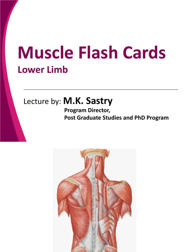 1-Muscle Flash Cards Lower Limb | PDF