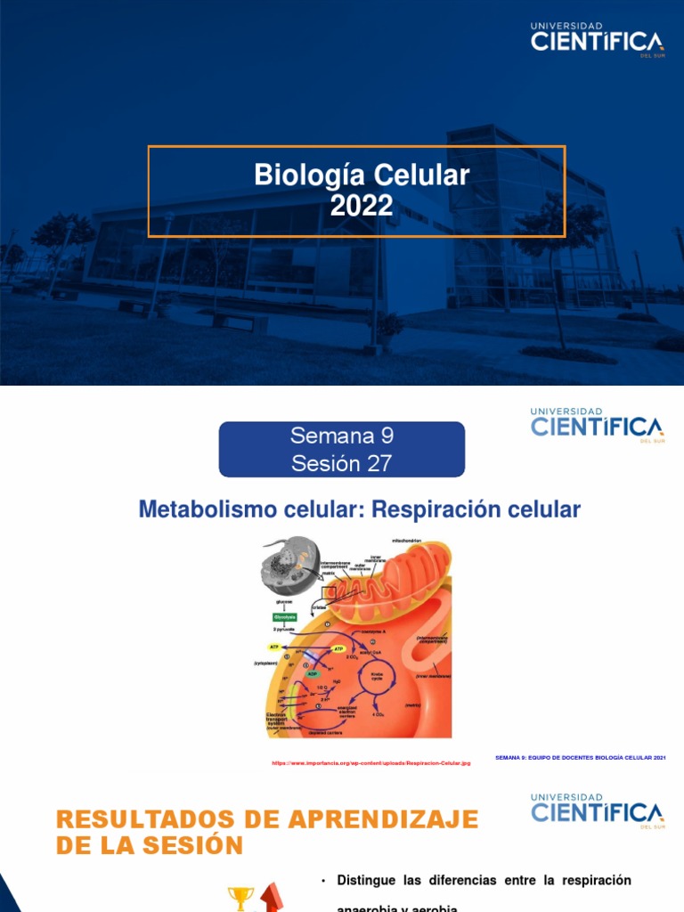 Biología Celular-Metabolismo Celular Respiración Celular-9-16 | PDF