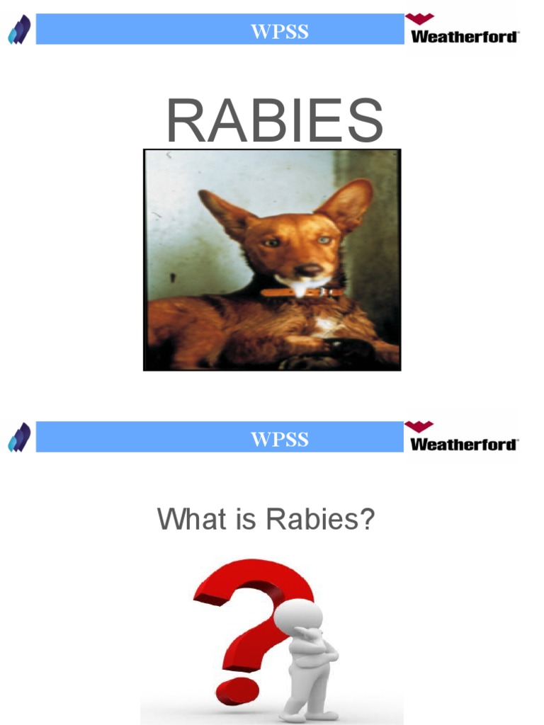 Rabies Presentation | PDF | Rabies | Health Care