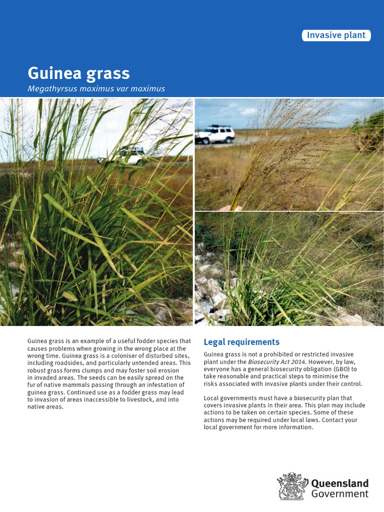 Guinea Grass | PDF | Herbicide | Invasive Species
