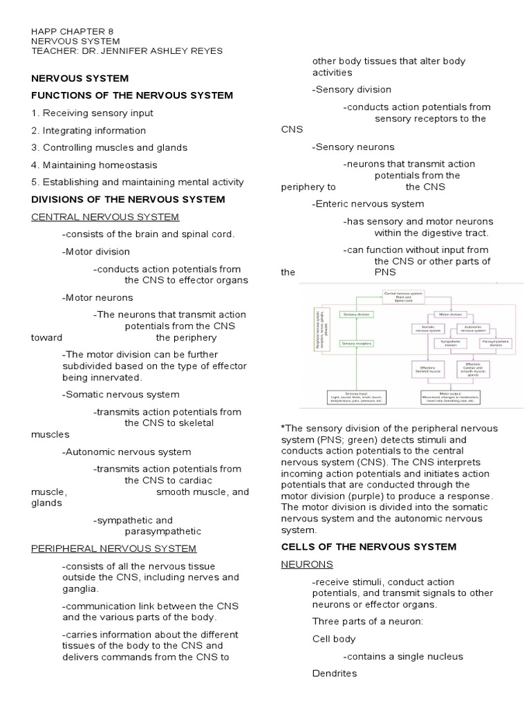Happ Chapter 8 Transes | PDF | Nervous System | Axon