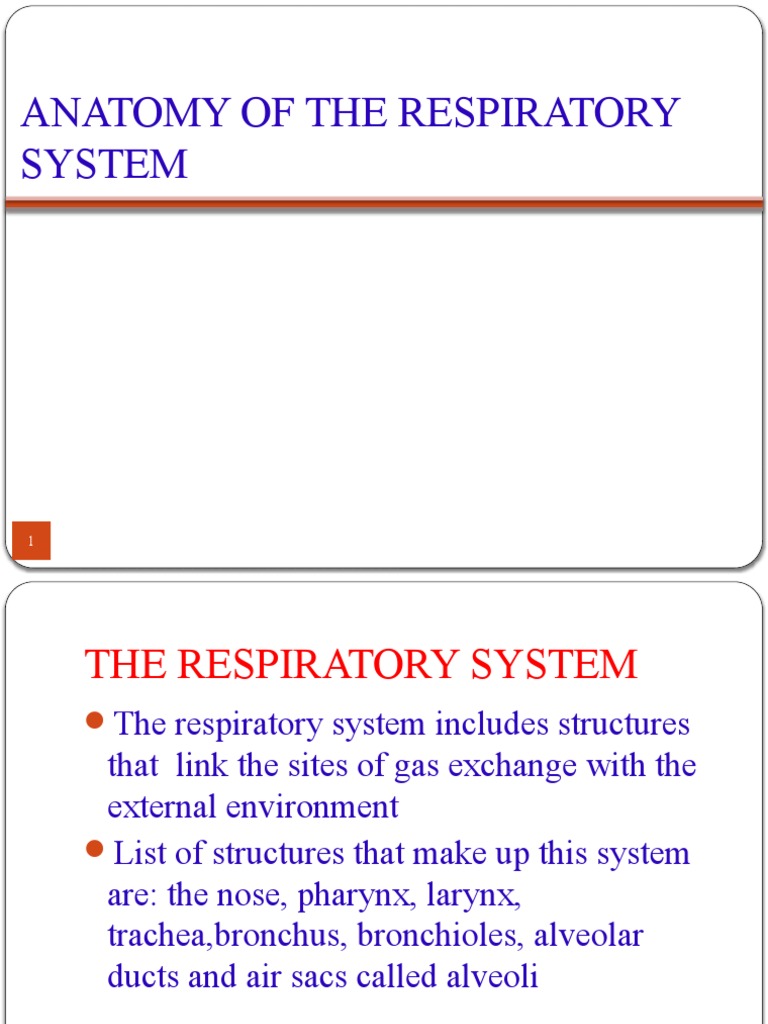 Respa | PDF | Respiratory Tract | Lung