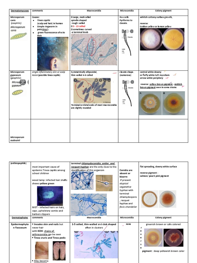 Dermatophytes Table | PDF | Mycology | Fungus