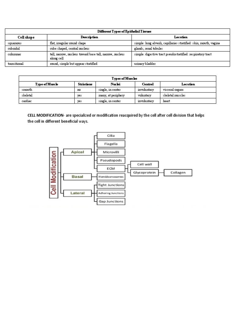 Different Types of Epithelial Tissues | PDF