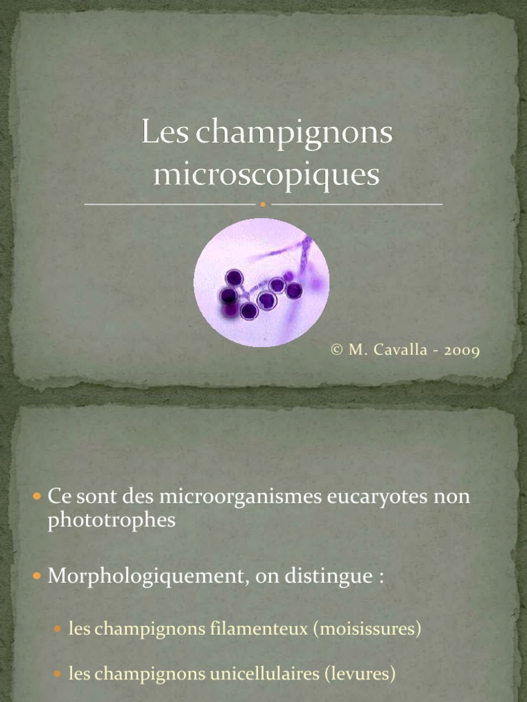 Identification des champignons filamenteux | PDF | Champignons ...