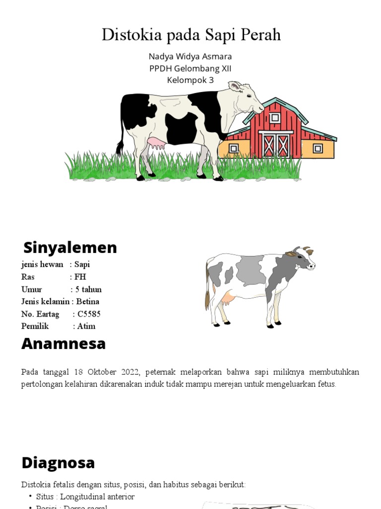 Distokia Pada Sapi Perah | PDF