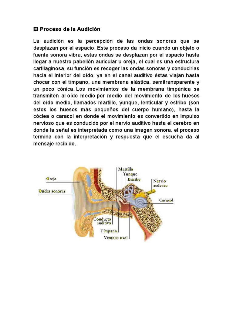 El Proceso de La Audición | PDF | Oído | Escuchando