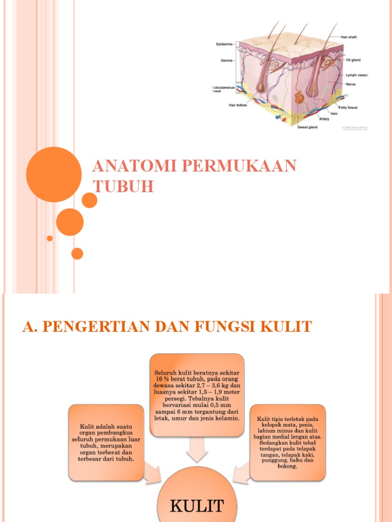 Anatomi Dan Fisiologi Kulit | PDF