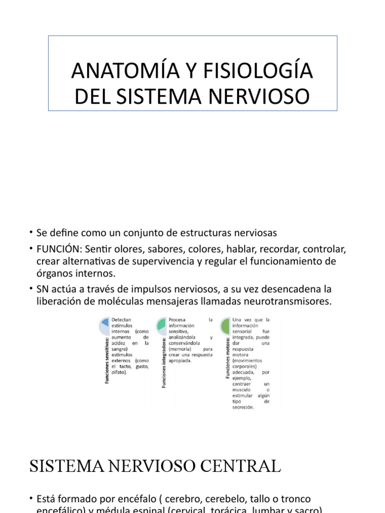 Anatomía y Fisiología Del Sistema Nervioso | PDF