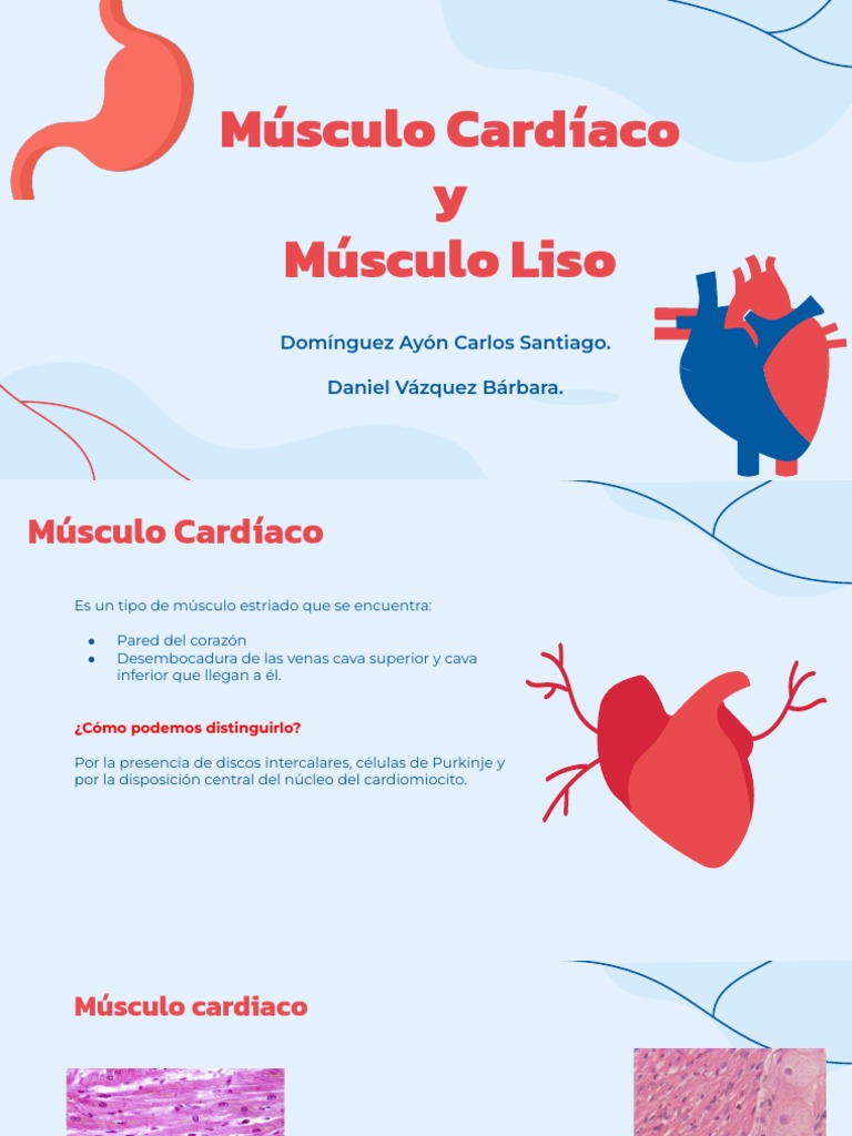 Comparativa entre Músculo Cardíaco y Liso | PDF | Músculo esquelético ...