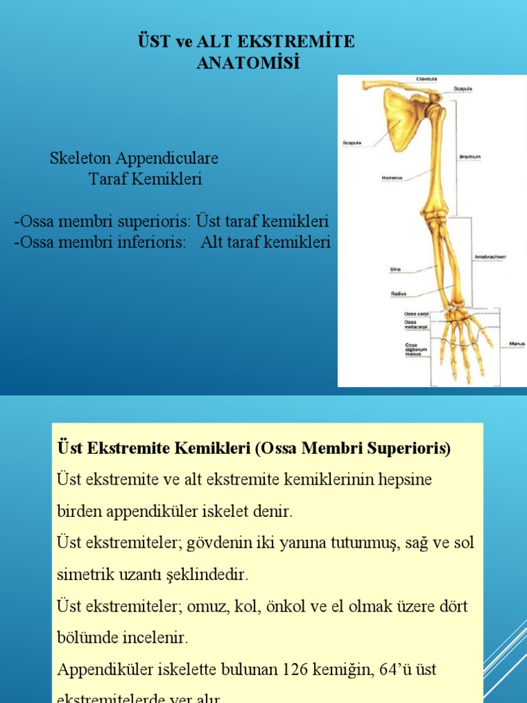 4.5.anatomi Üst-Alt Eks | PDF