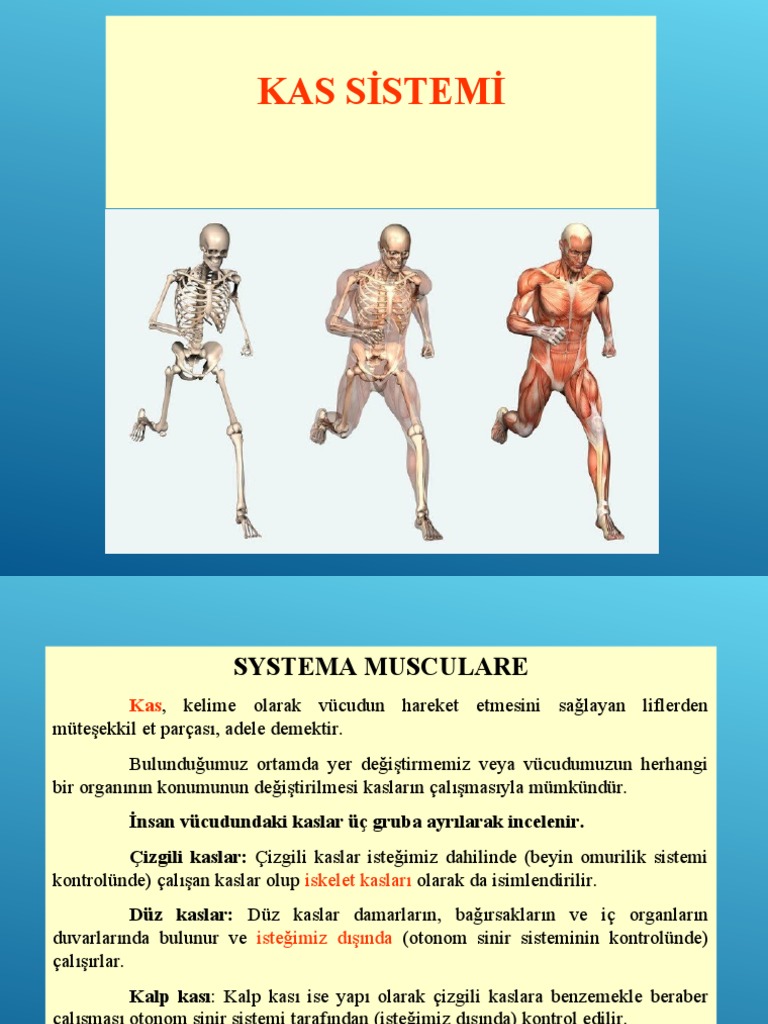 6.anatomi Kas Sistemi | PDF