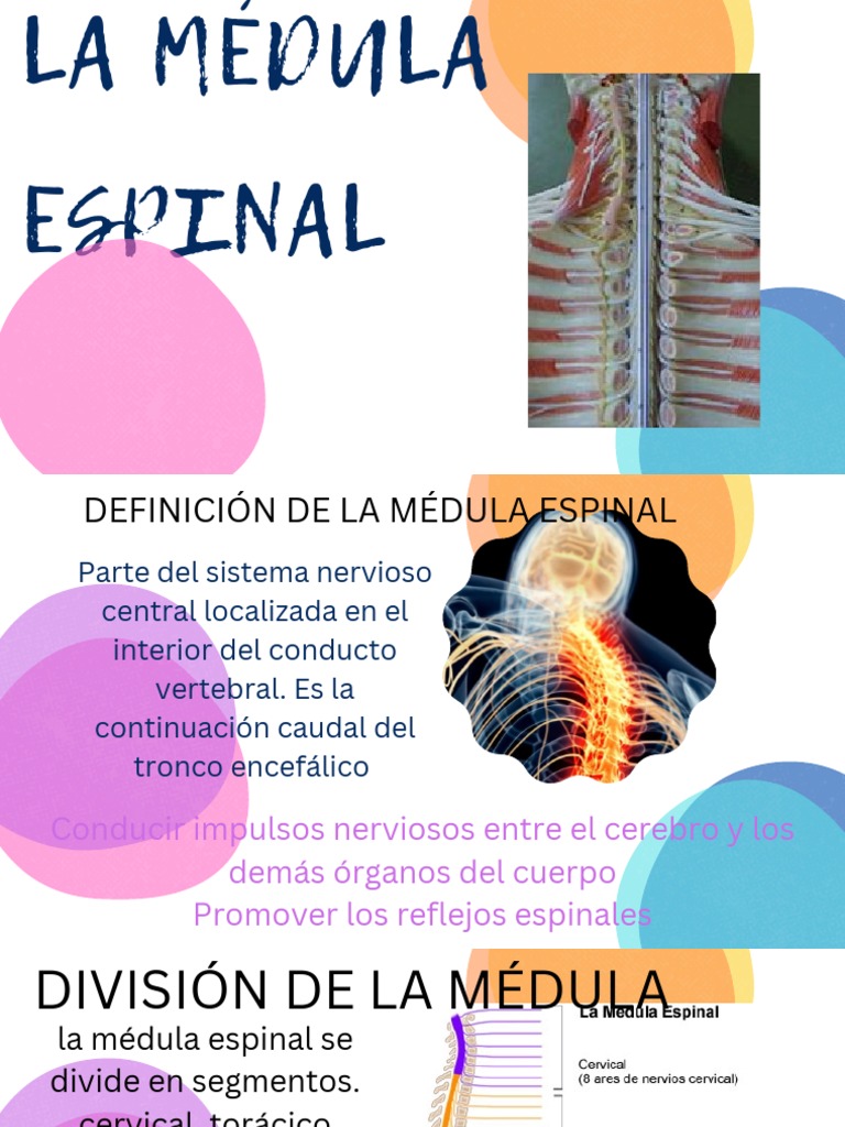 La Médula Espinal | PDF