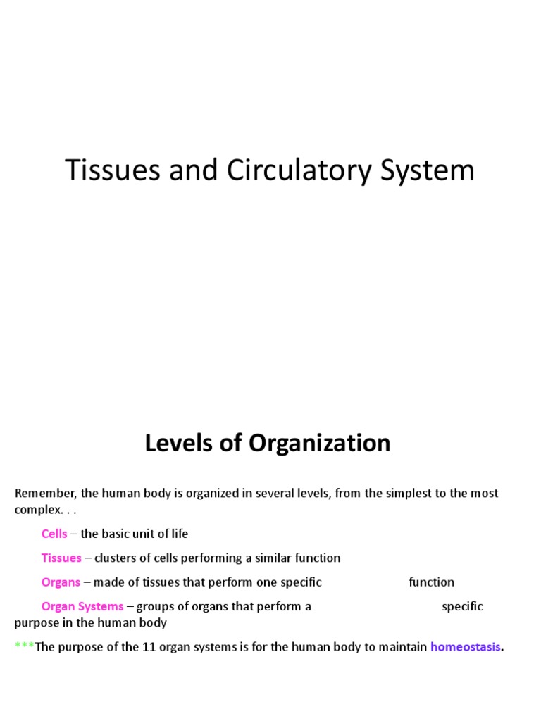 Tissues and Intro To Circulation 2014 2 | PDF | Artery | Heart
