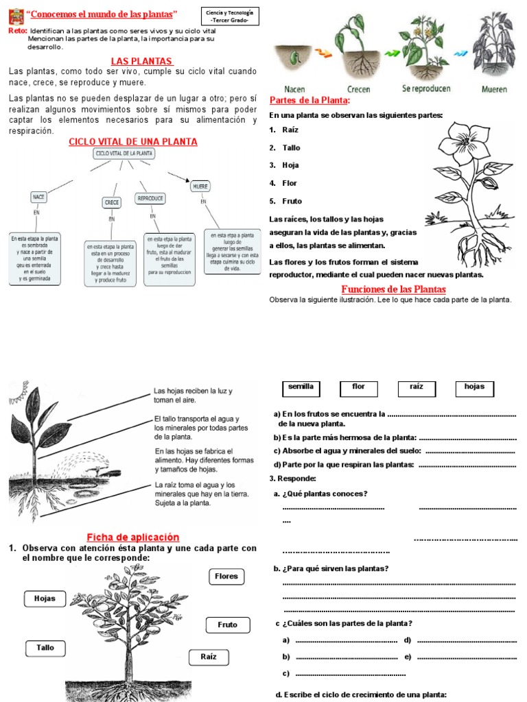 FICHA CyT Las Plantas Ciclo Partes 11-08-22 | PDF | Plantas | Raíz