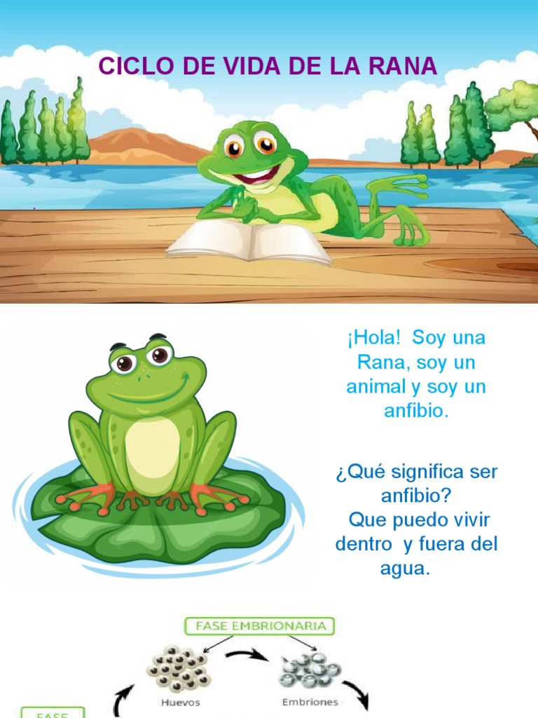 CICLO DE VIDA DE LA RANA 2b | PDF