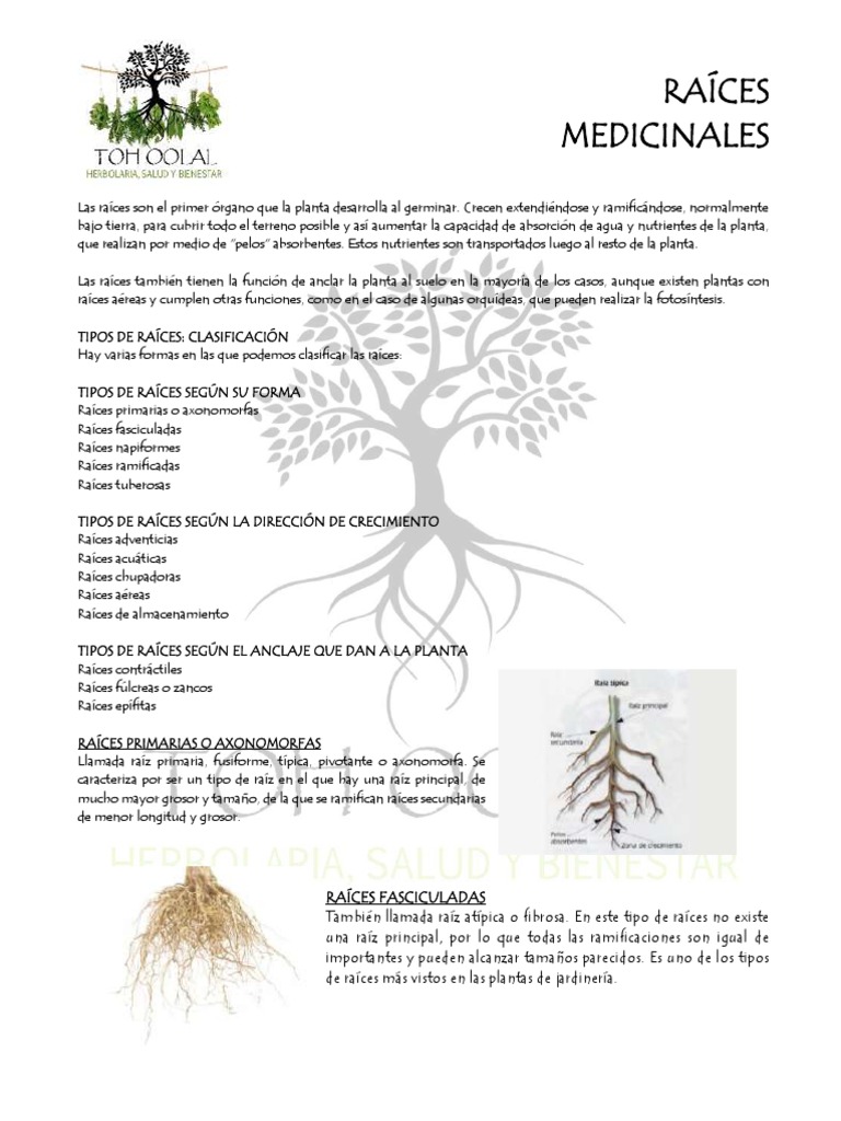 Raíces Medicinales y sus Tipos | PDF | Raíz | Plantas