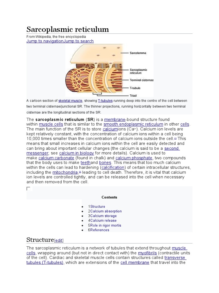 Sarcoplasmic Reticulum 3 | PDF | Cell Biology | Biochemistry