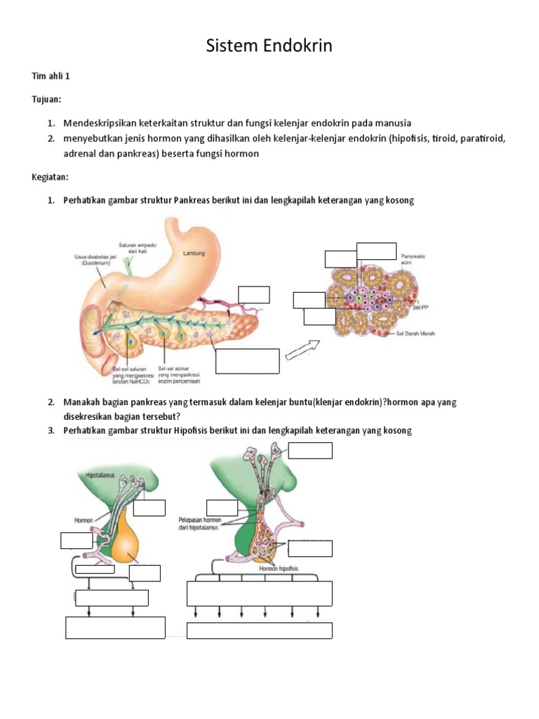 LKPD Koordinasi Hormon | PDF