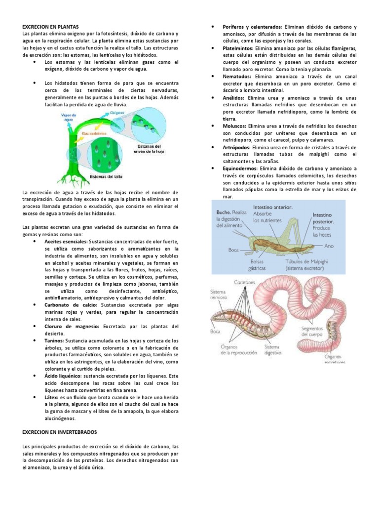 Excrecion en Plantas | PDF | Excreción | Riñón