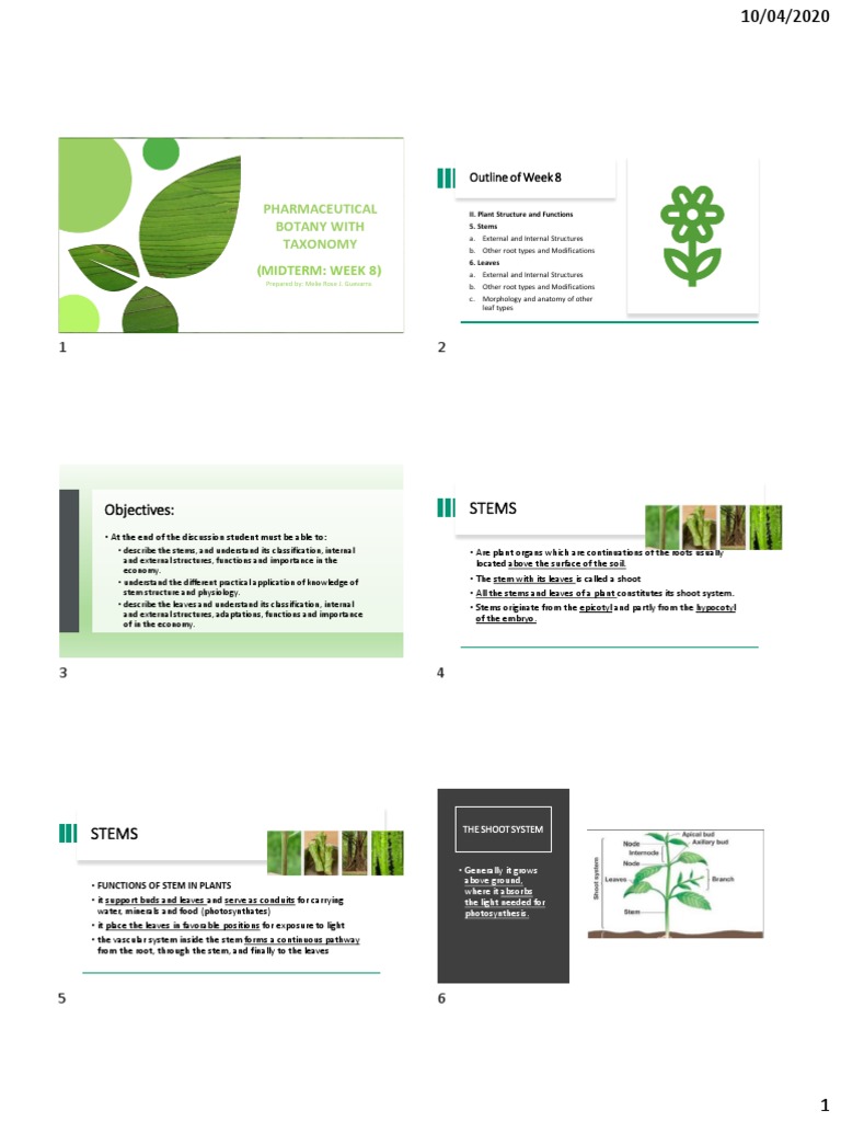 Botany | PDF | Plant Stem | Leaf