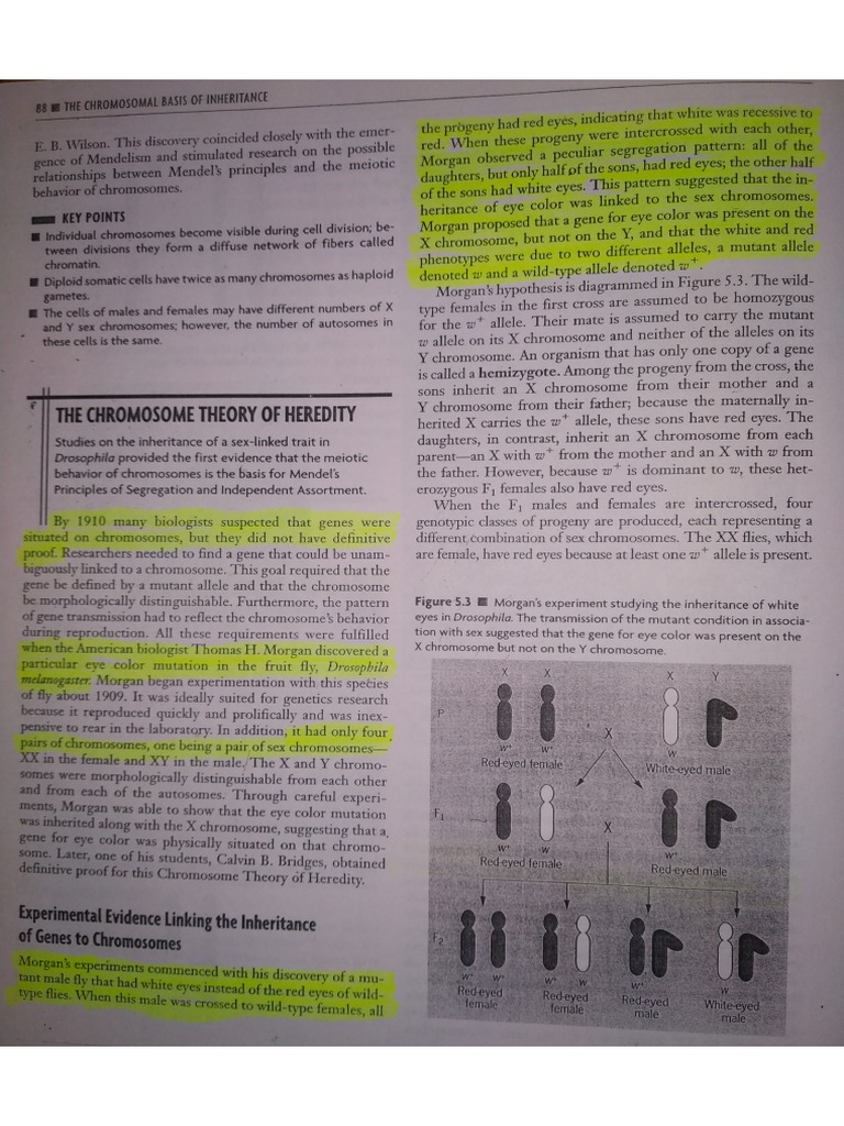 Chromosomal Basis of Inheritance | PDF