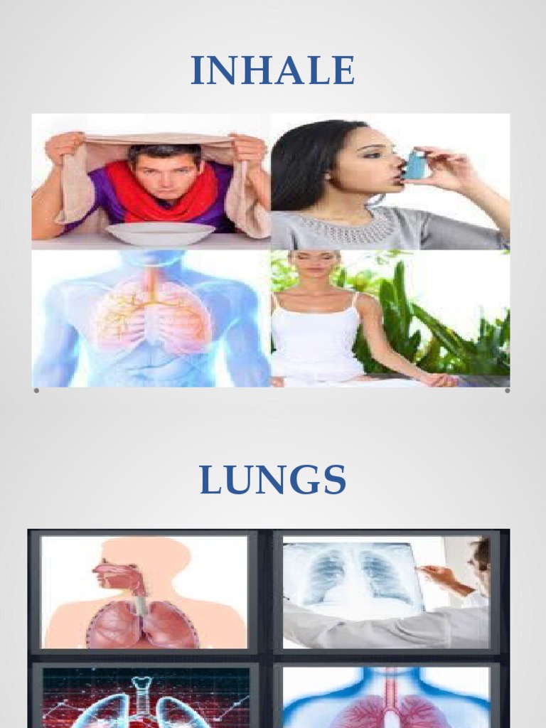 Respiratory System | Download Free PDF | Respiratory Tract | Lung