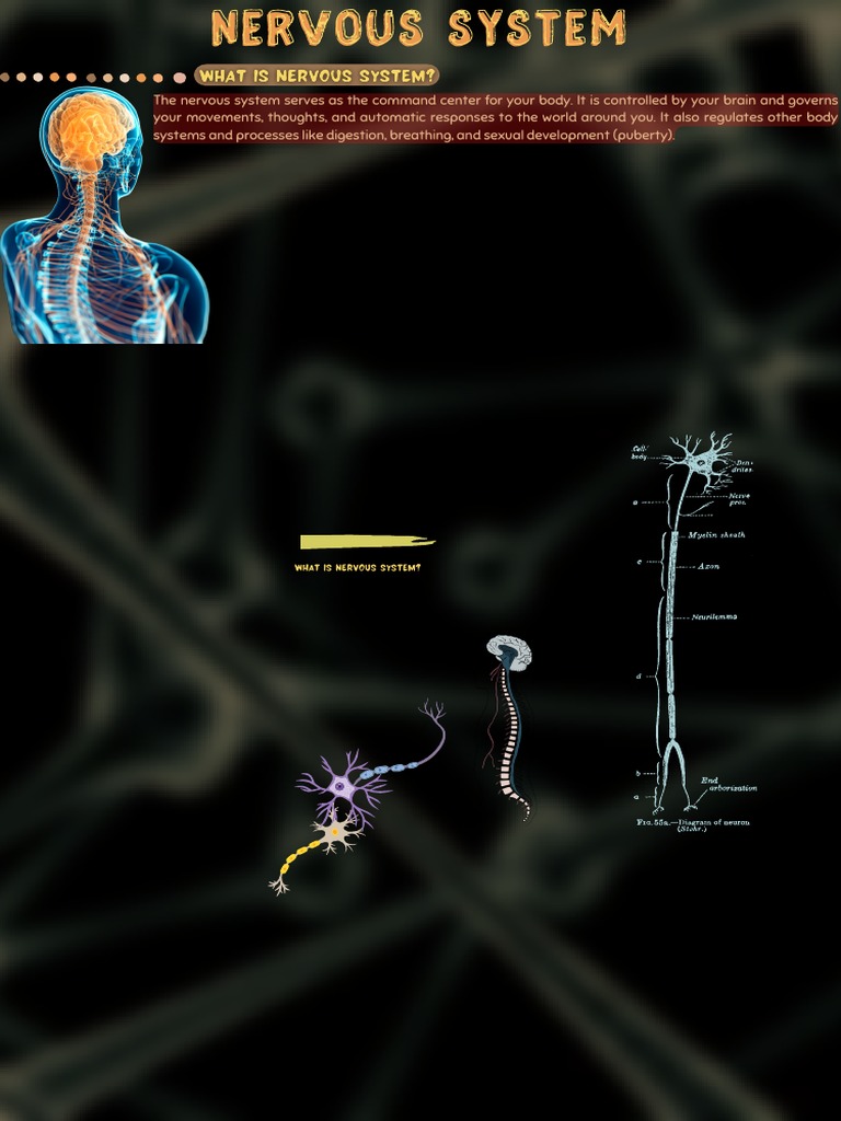 Human Body Systems Poster | PDF