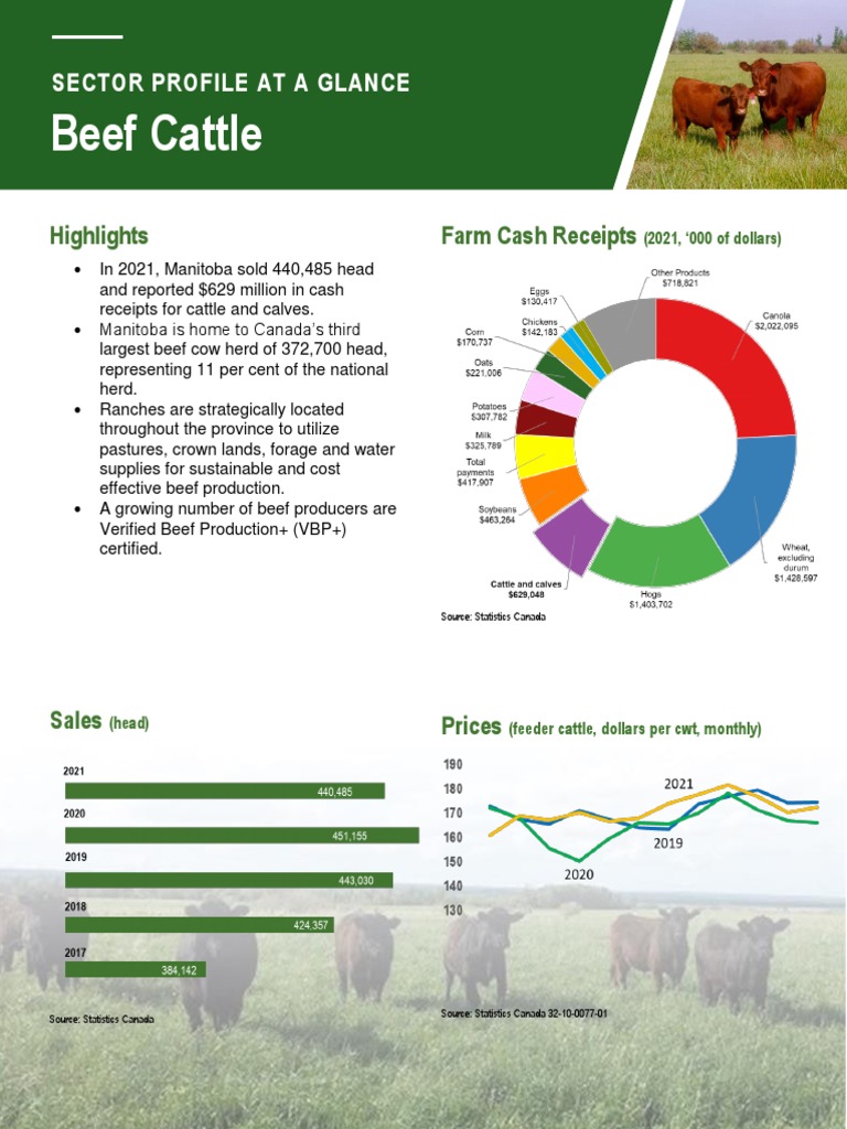 Manitoba Beef Cattle Industry Overview | PDF