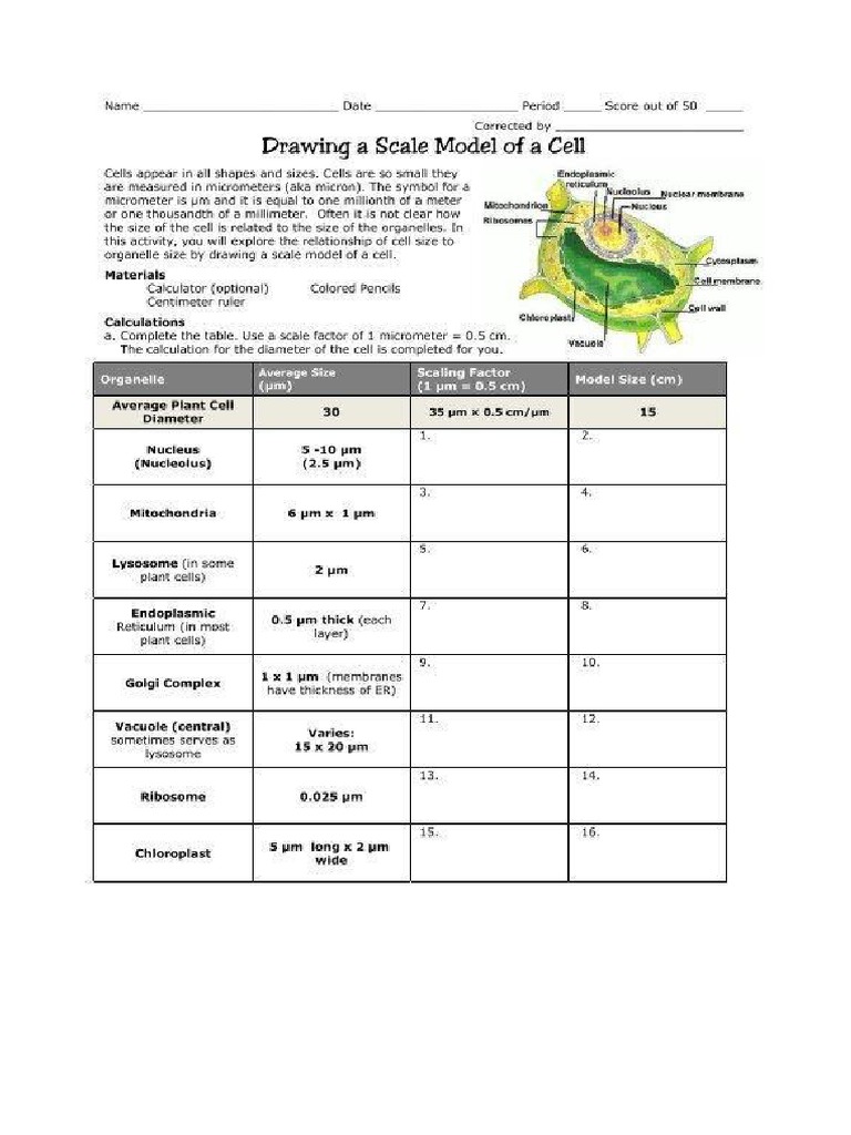 Cell Scale Drawing Worksheet | PDF