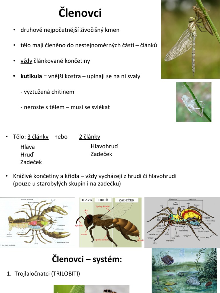 Členovci | PDF
