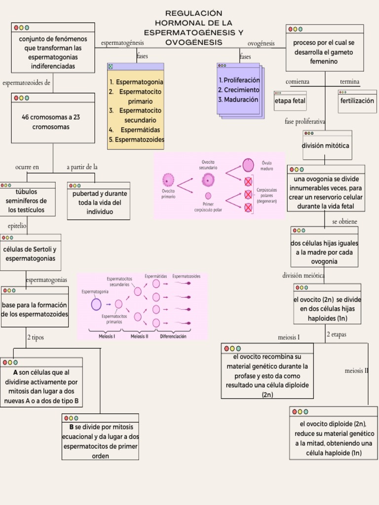 Mapa de Lectura. Regulación Hormonal | PDF | Mitosis | Sistema endocrino