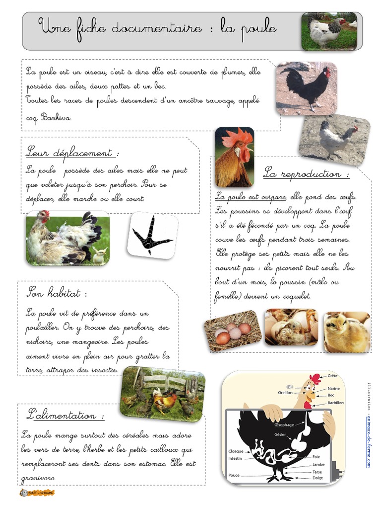 Fiche documentaire sur la poule | PDF | Poulet | Oiseaux