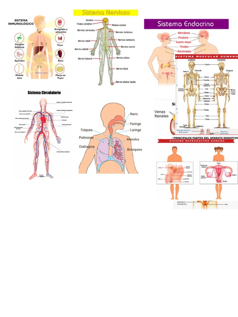 Sistemas Del Cuerpo | PDF