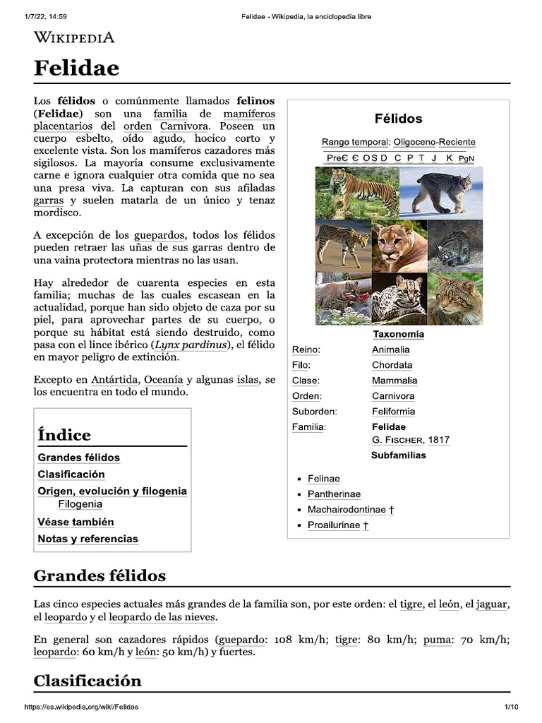 Felidae | PDF