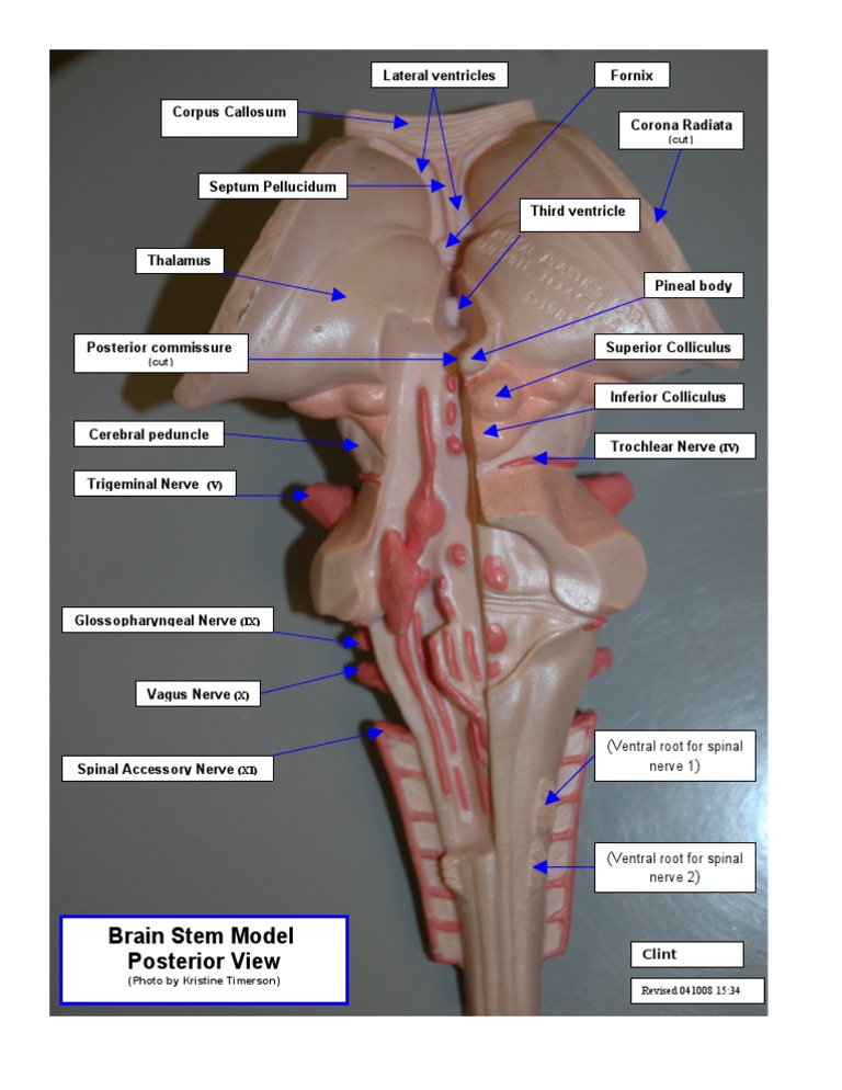 Brainstem Cranial Nerves Model