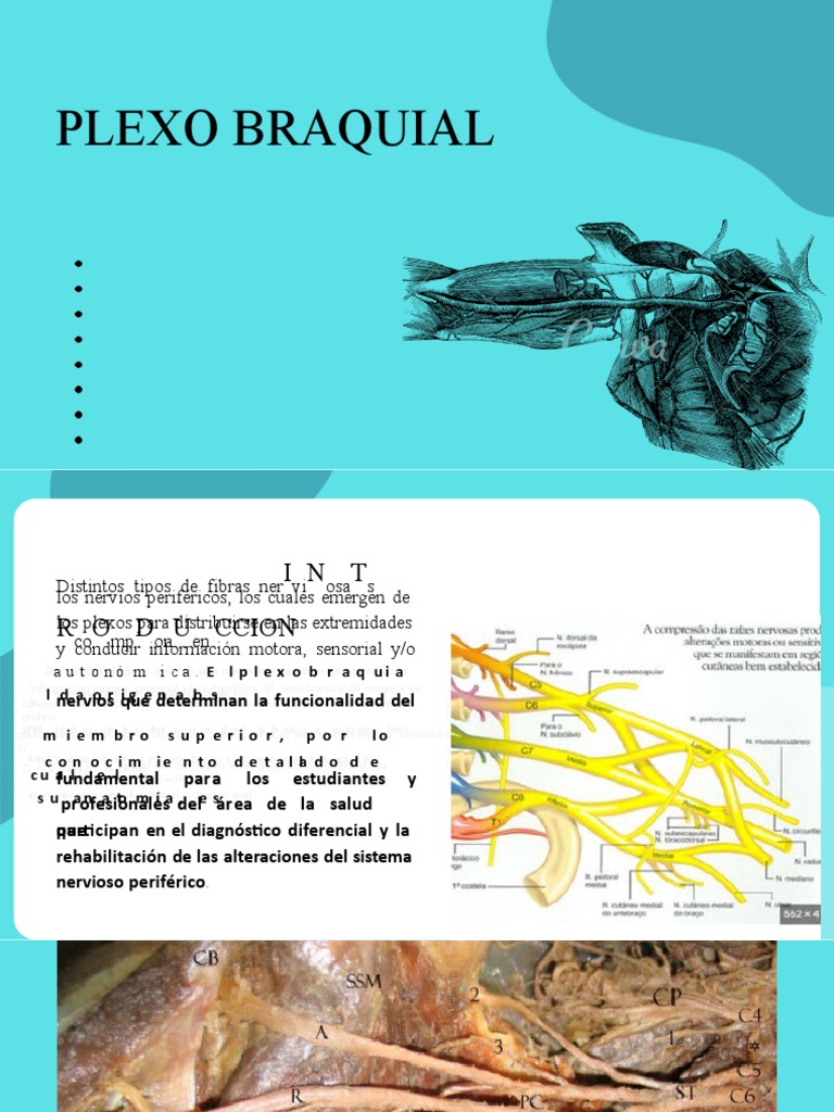 Plexo Braquial | PDF