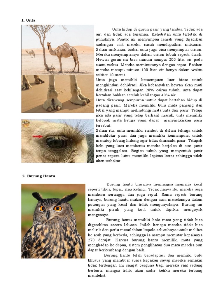 Adaptasi Unta | PDF | Sains & Matematika