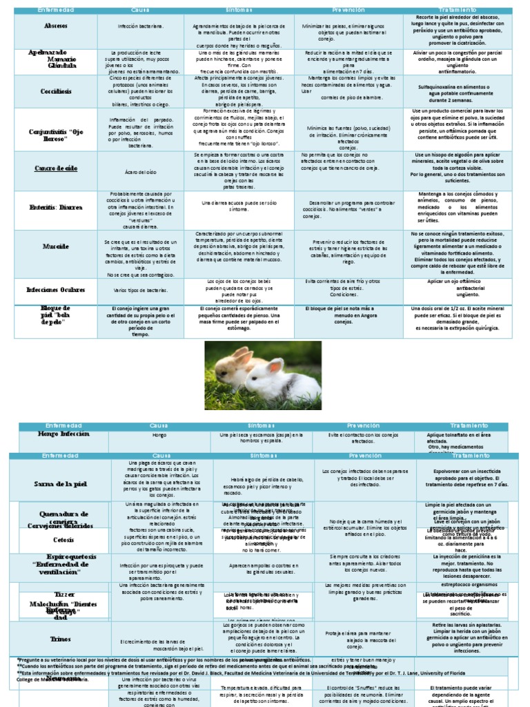 Enfermedades Conejos | PDF