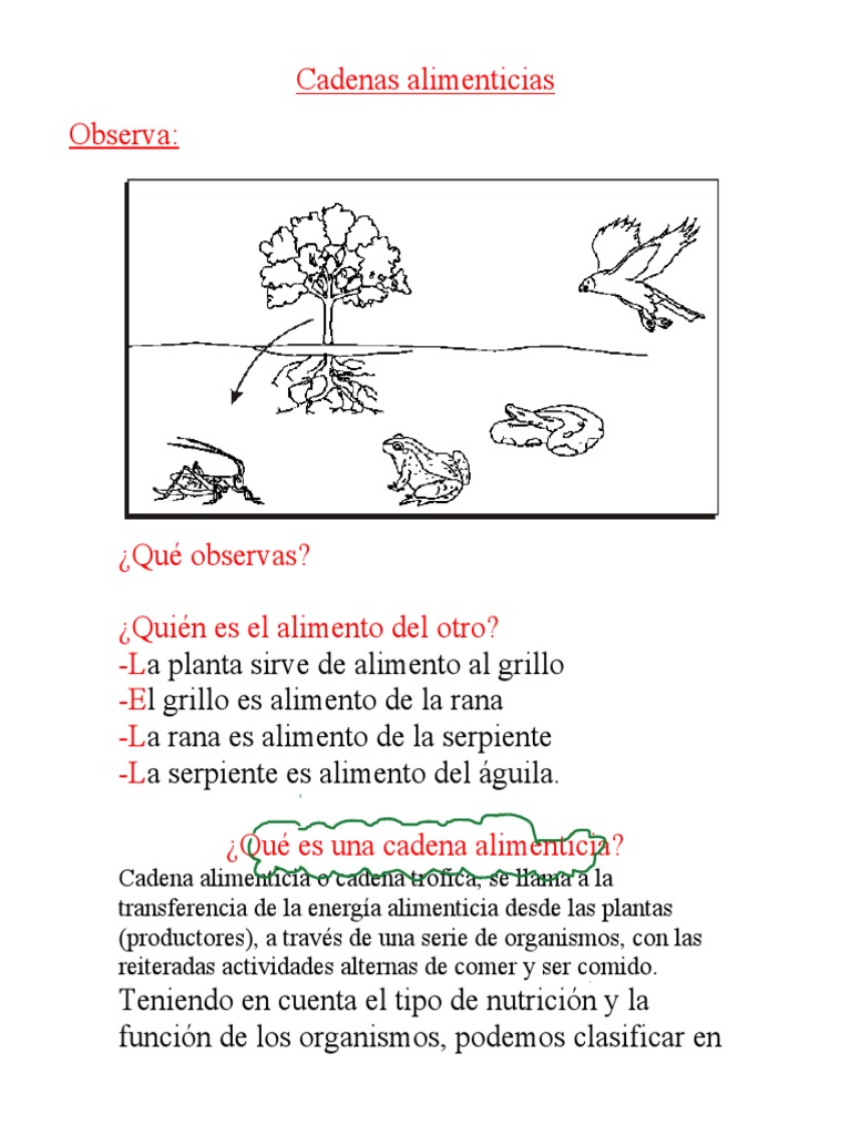 Cadenas Alimenticias | PDF | Naturaleza | Ciencia medioambiental