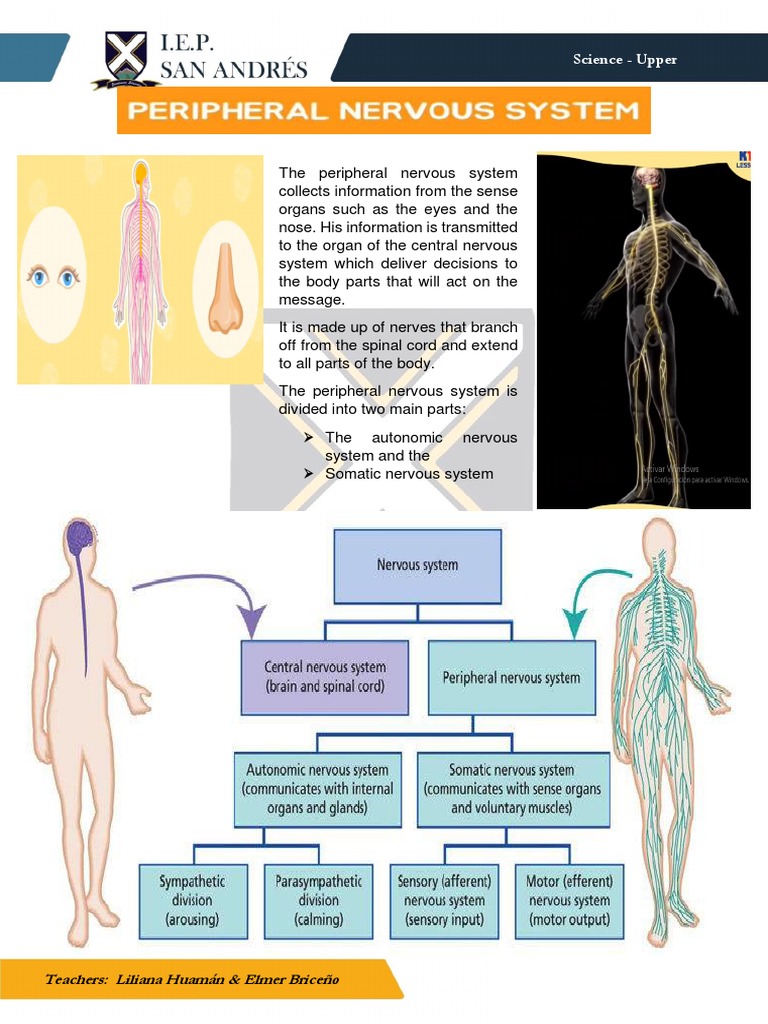 Module 3 The Nervous System-Second Part | PDF