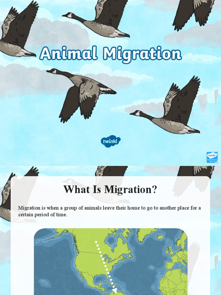 Au t2 T 48 Animal Migration Powerpoint Ver 2 | PDF | Home & Garden
