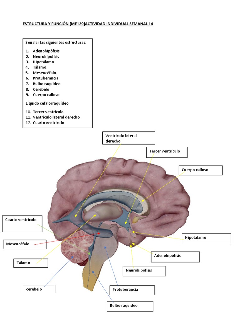 ME129 EyF TAREA Sem14 30 | PDF | Cerebelo | Corteza cerebral