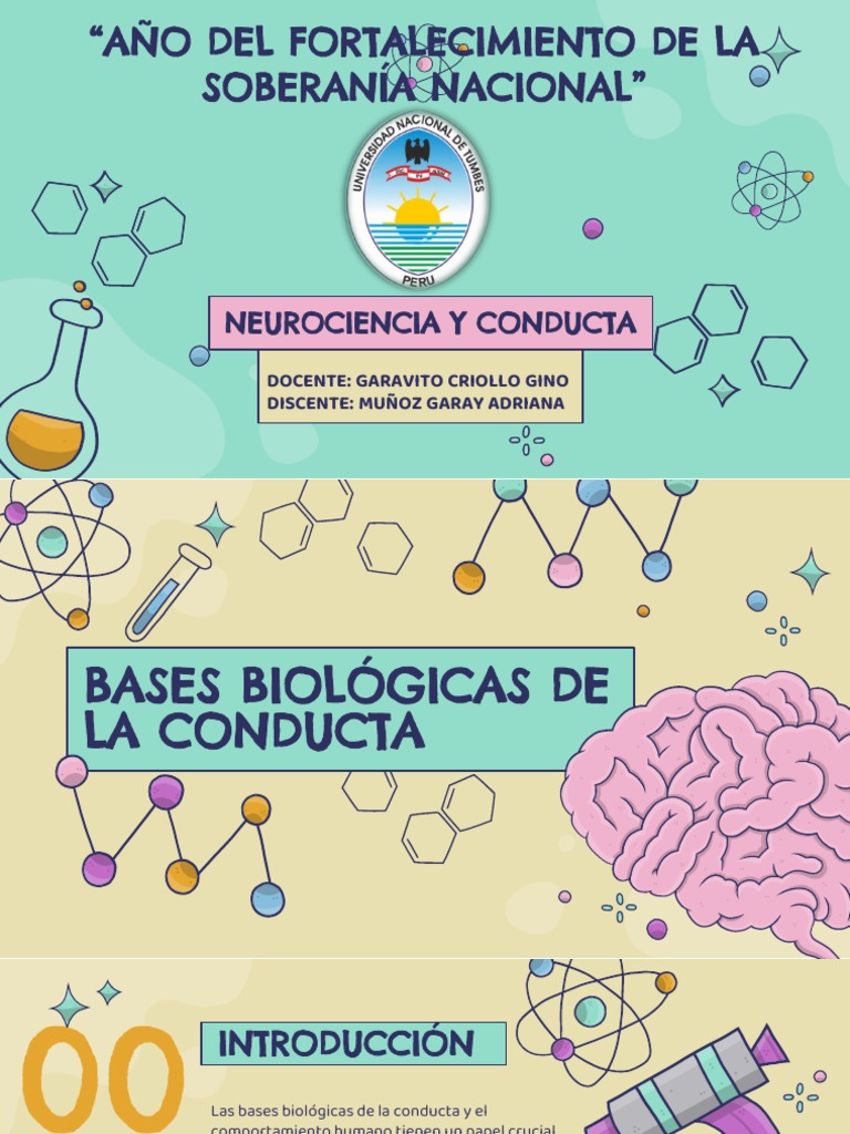 Bases Biológicas de La Conducta | PDF | Cerebro | Norepinefrina