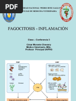 Neumocitos: Tipos y Funciones | PDF | Pulmón | Biología Celular