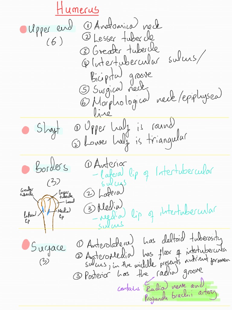 Humerus Hamdaan 210813 141002 | PDF
