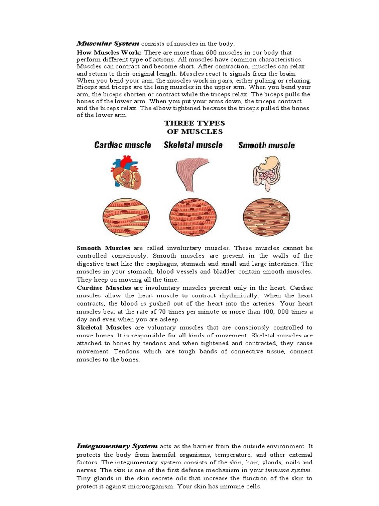 Muscular and Integumentary System Notes | PDF | Skin | Integumentary System