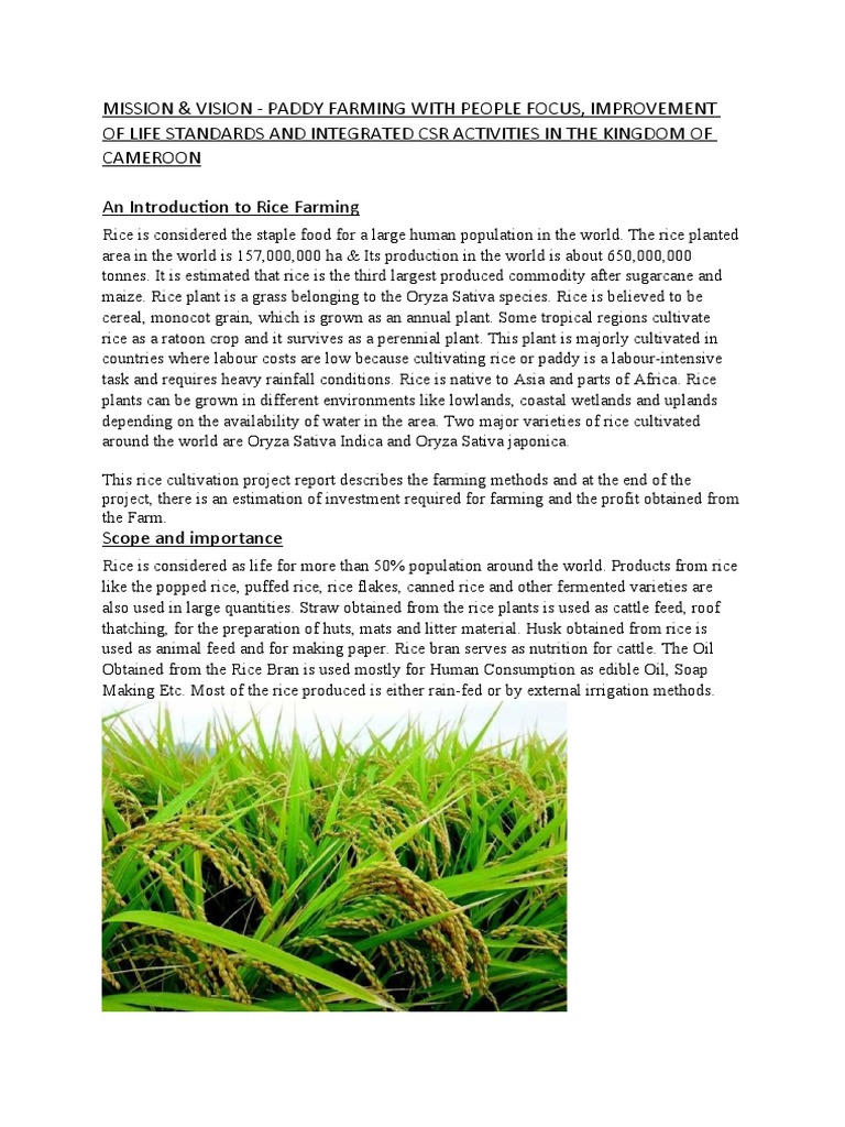 Introduction | PDF | Rice | Seed