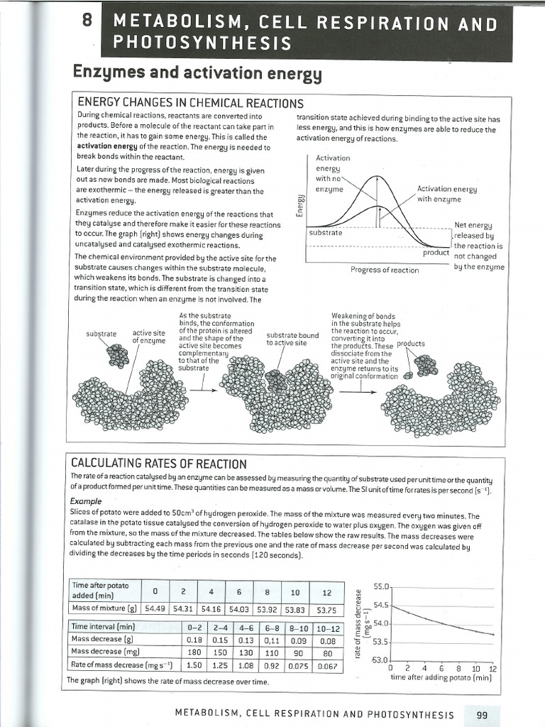 Enzymes and ATP Notes and Exercises | PDF