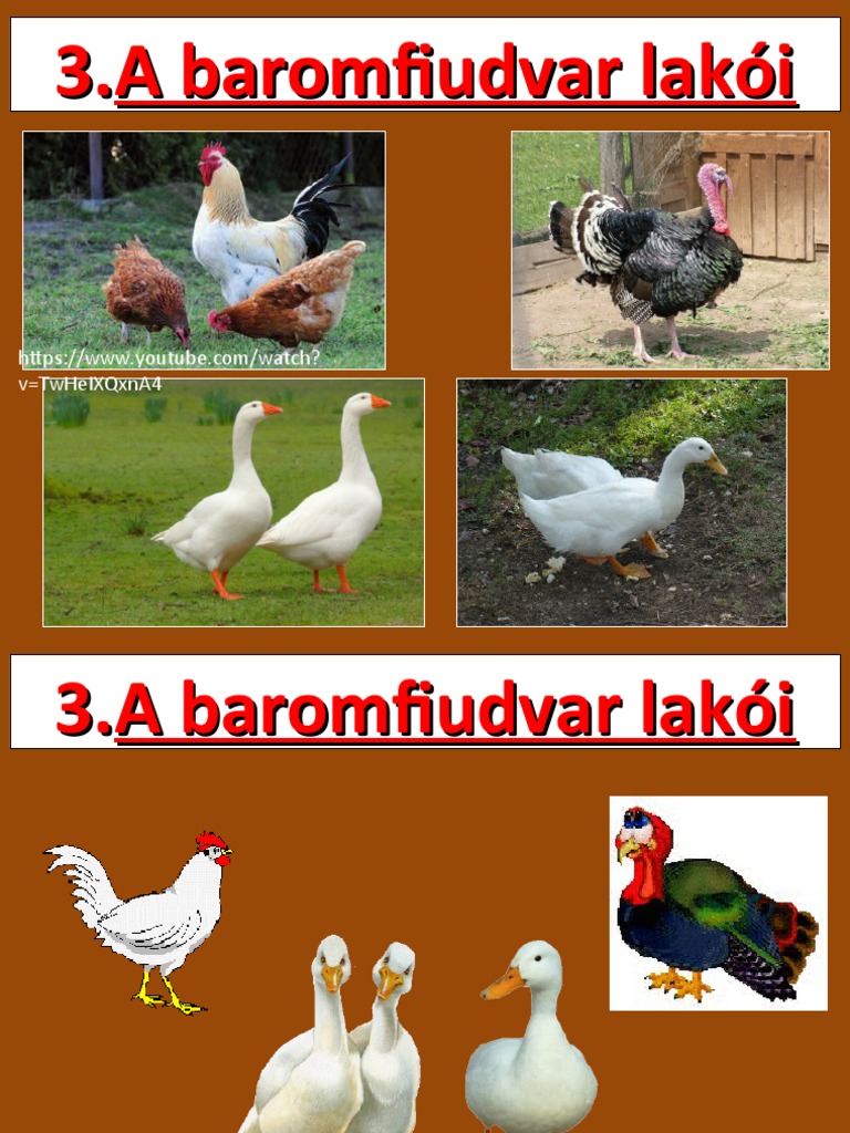 A Baromfi Udvar Lakói 2021 | PDF